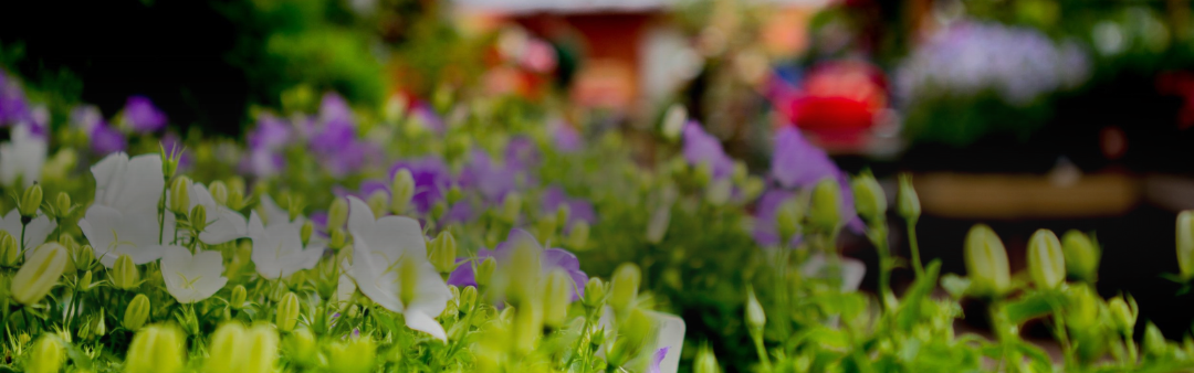 Klondyke – Ringtons