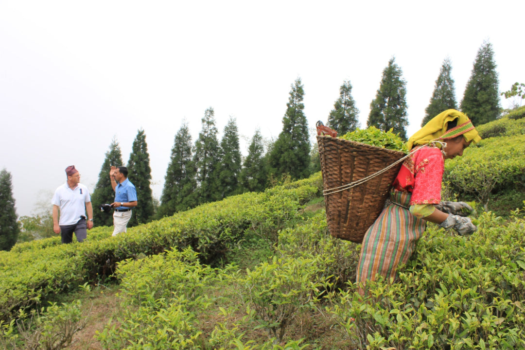 About us – Ringtons